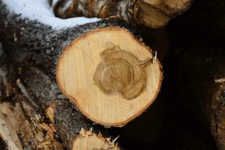 What Is Maple Wood? All Questions Answered. - Top Woodworking Advice