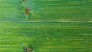 The Ultimate Green Wood Stain Guide - Top Woodworking Advice