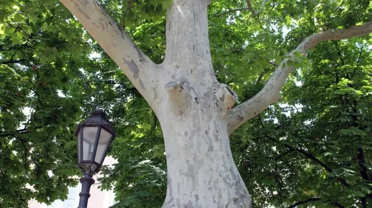 The Ultimate Guide to Sycamore Wood: What You Need to Know - Top ...