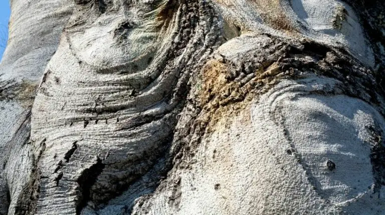 The Ultimate Guide to Sycamore Wood: What You Need to Know - Top ...