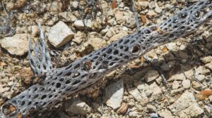 The Ultimate Guide to Cholla Wood: What It Is, How to Use It, and More ...