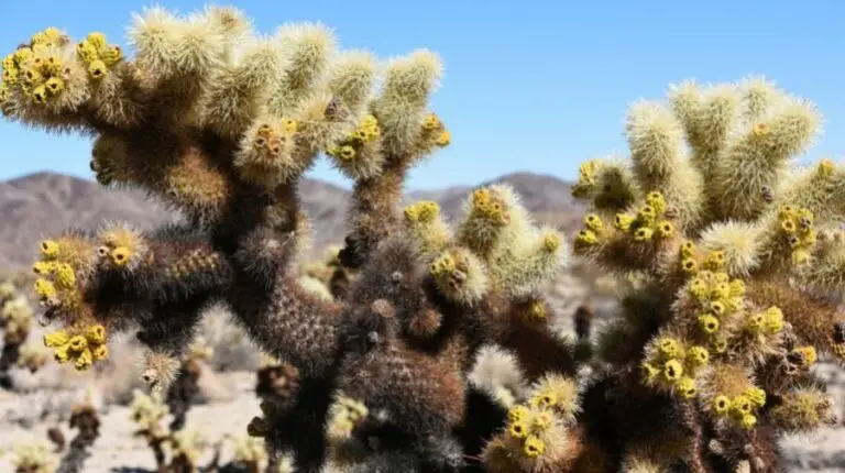 The Ultimate Guide to Cholla Wood: What It Is, How to Use It, and More ...