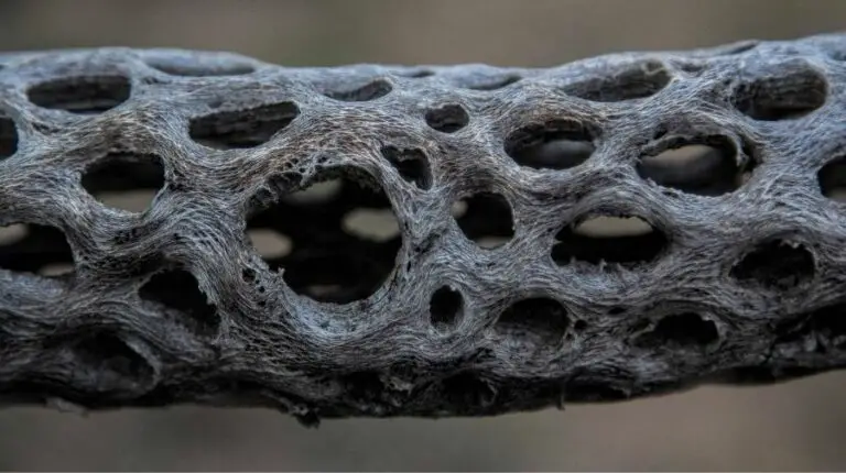 The Ultimate Guide to Cholla Wood: What It Is, How to Use It, and More ...