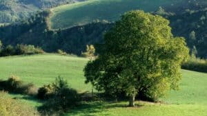 Maple vs Walnut: The Ultimate Showdown - Top Woodworking Advice