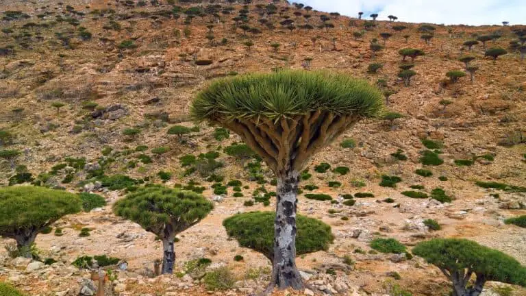 The Dragon Wood Tree: Get To Know This Unique Tree - Top Woodworking Advice
