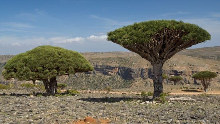 The Dragon Wood Tree: Get To Know This Unique Tree - Top Woodworking Advice