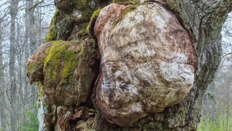 How To Finish Burl Wood - Top Woodworking Advice