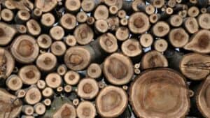 Walnut Sapwood: Everything You Need to Know - Top Woodworking Advice