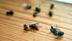 What Are Wood Flies? - Top Woodworking Advice