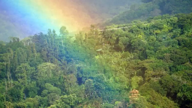 Mineral Stained Poplar (Rainbow Poplar) Explained - Top Woodworking Advice