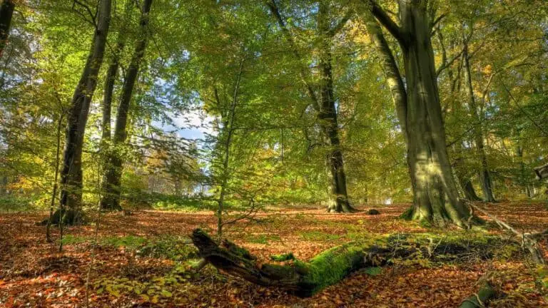 The Ultimate Guide To European Beech Wood - Top Woodworking Advice The Ultimate Guide To European Beech Wood - Top Woodworking Advice