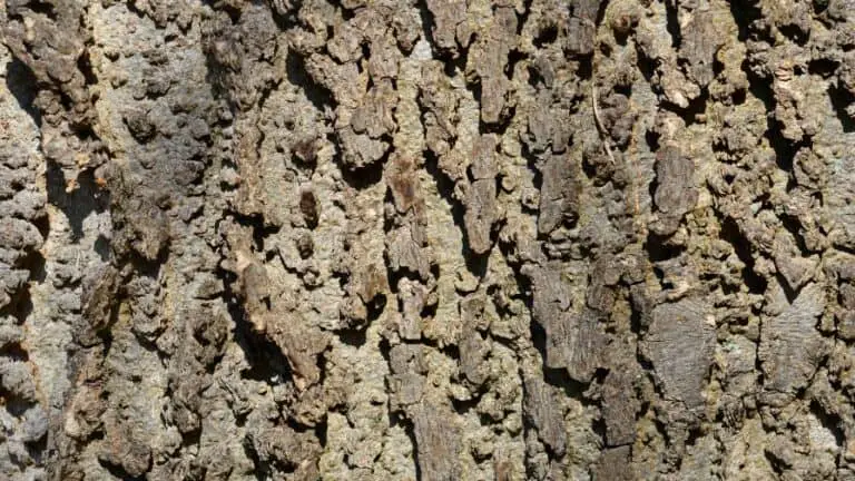 The Ultimate Guide To Hackberry Lumber - Top Woodworking Advice