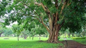 The Ultimate Guide To Narra Wood - Top Woodworking Advice