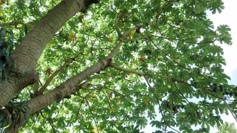 The Ultimate Guide To Snakewood - Top Woodworking Advice